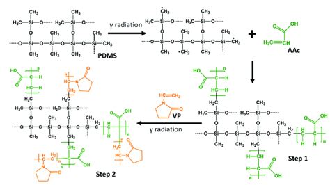 Schematic Representation Of The Binary Grafting Formation The Black Download Scientific