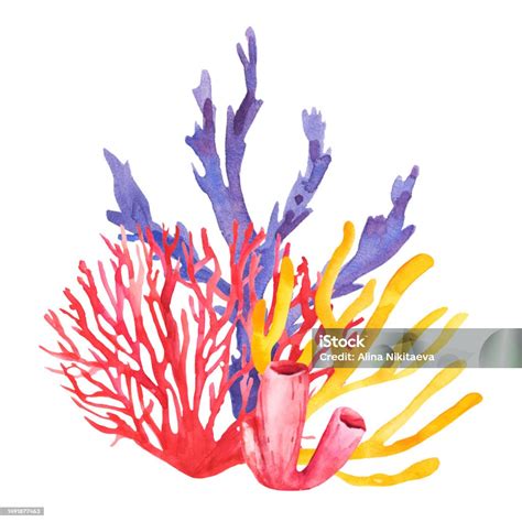 수채화 산호초 그리기 바다 바다 자연 조류 폴립 산호 식물 해초 흰색 배경에 손으로 그린 그림 0명에 대한 스톡 벡터 아트 및 기타 이미지 Istock