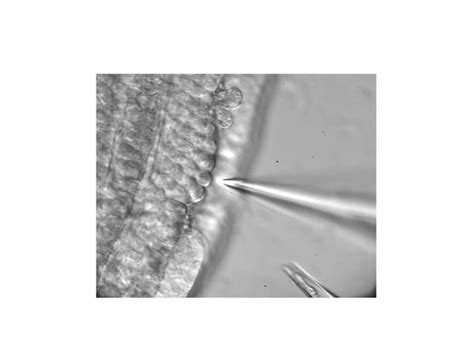 Patch Clamp Lecture Ppt