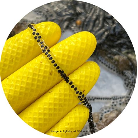 Identifying Cane Toads Watergum