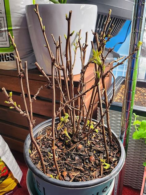 Bushel And Berry® Raspberry Shortcake® Bushes For Sale