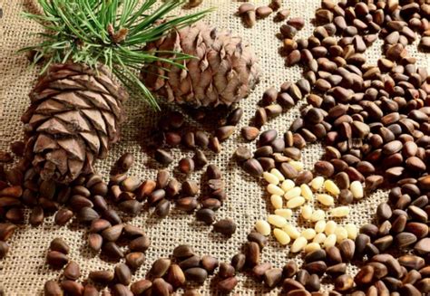 Кедровые орехи и их полезные свойства