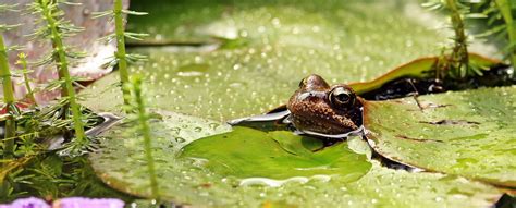 Tümpel Für Den Froschkönig