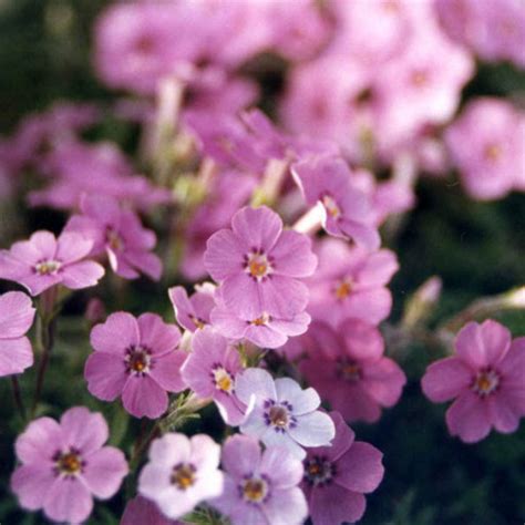 Moss Phlox Phlox Subulata Plant Care And How To Grow Water