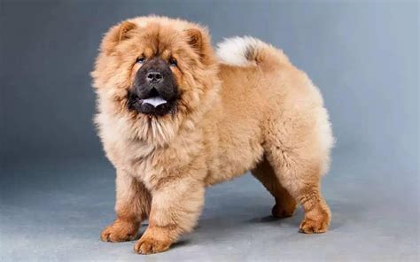 سگ چاوچاو خرسی ایران‌گلدپت