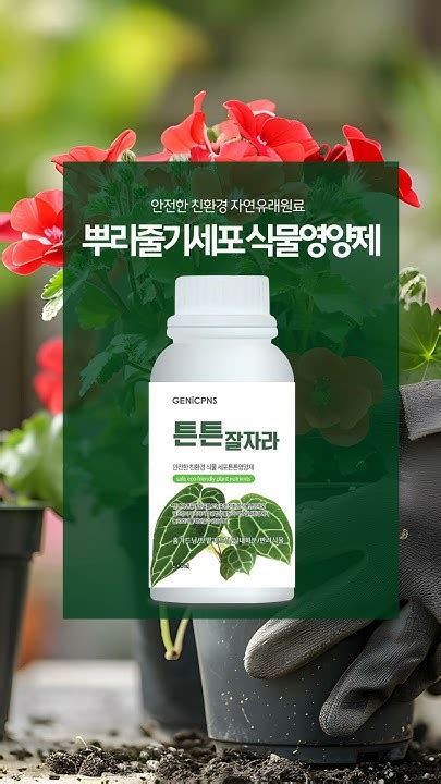 실내화분 잎이타거나 말리나요 낙엽이지고 잎의 색깔도 진하지 않나요 칼슘영양제로 해결 실내화분낙엽 실내화분칼슘영양제 식물칼슘영양제 제닉피앤에스 튼튼잘자라