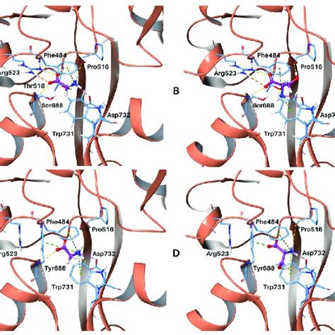 Top Binding Poses Of Glycine And D Serine At The Glun1 Lbd Pdb 4nf8 Download Scientific