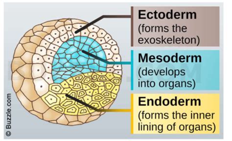 1 Développement Embryonnaire Formation Du Tube Neural Flashcards