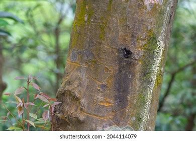 Scratch Trunk Royalty Free Images Stock Photos Pictures Shutterstock