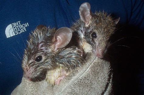 Do Rats Carry Rabies