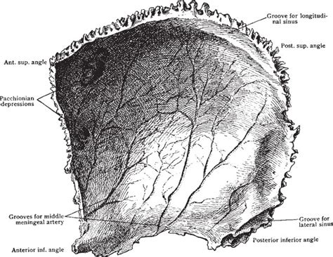 Parietal Bone Vector Images Over 110
