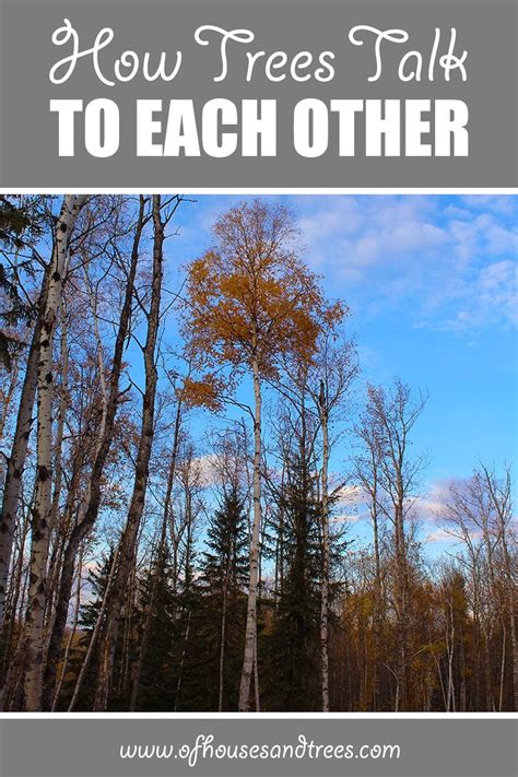 How Trees Talk To Each Other How Trees Talk To Each Other