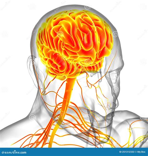 Human Brain Anatomy For Medical Concept 3d Rendering Stock Illustration Illustration Of Mind