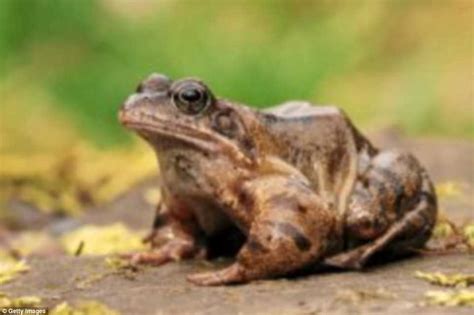 How To Turn Your Garden Into A Wildlife Haven Daily Mail Online