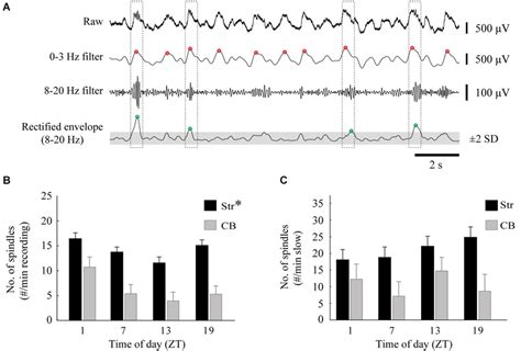 Diurnal Variation In Spindles A An Example Of The Spindle Detection Download Scientific