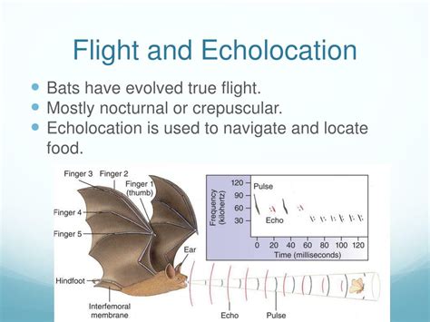 Ppt Mammals Powerpoint Presentation Free Download Id 1194323