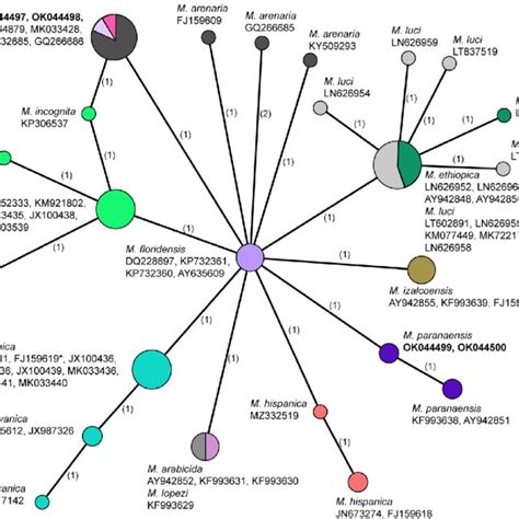 Statistical Parsimony Network Showing The Phylogenetic Relationships