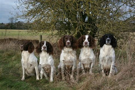 Springer Spaniels Springer Spaniel English Springer Spaniel