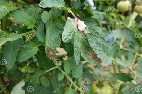 Tomato Plant With Diseased Leaves Stock Image Image Of Foliage