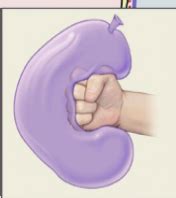 Anatomy Lungs Flashcards Quizlet