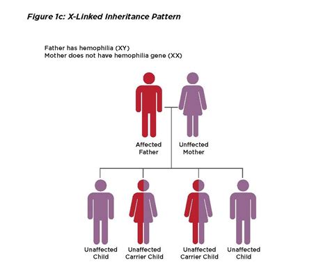 Inherited Bleeding Disorders And Genetic Factors Insights Steps For