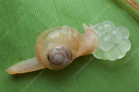 Aquarium Snails Laying Eggs at David Oldham blog