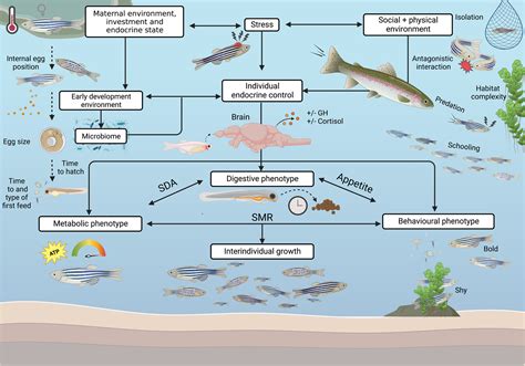 Angler Fish Food Web