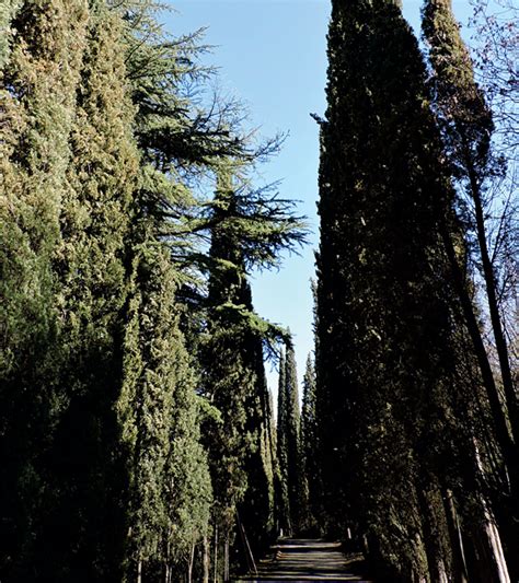 კვიპაროსი Cupressaceae ალერგოლოგიური პროგნოზი Vidal Ge