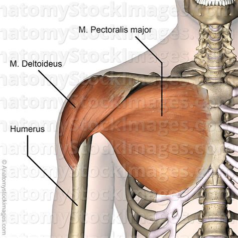 Shoulder Muscles Anatomy Front