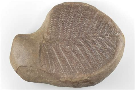 4 1 Fossil Fern Pecopteris Nodule Pos Neg Indiana 198199 For Sale