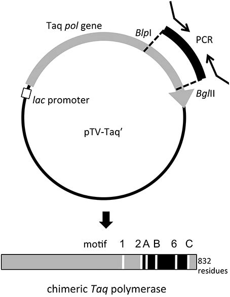 Proofreading Enzyme High Cloning Efficiency Of Taq Polymerase Yleav