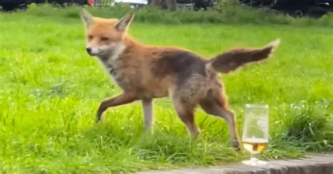 Fox Poops In Blokes Half Drunk Pint Outside Pub As People Say Zero