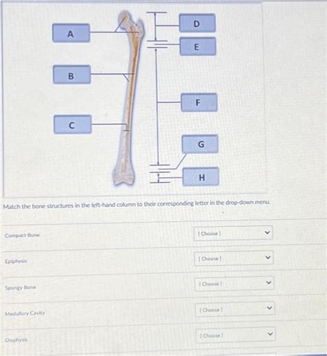 Solved Match The Bone Structures In The Left Hand Column To