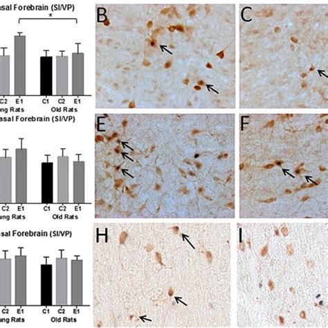 Phenotypic Profile Of Activated Basal Forebrain Neurons A Download Scientific Diagram