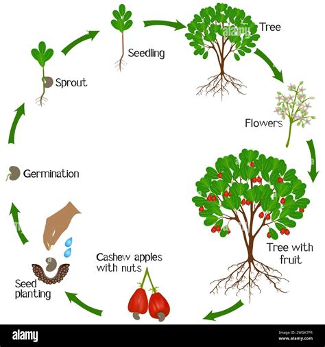 A Growth Cycle Of Cashew Plant On A White Background Stock Vector Image