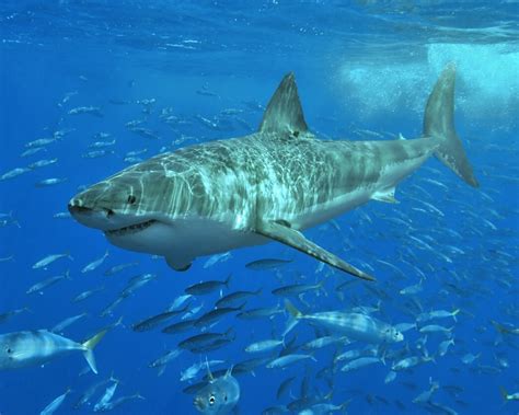 25 Incredible Tiger Shark Pictures In Hd