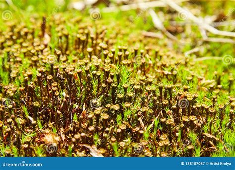 Polytrichum Juniperinum Commonly Known As Juniper Haircap Or Juniper Polytrichum Moss Stock