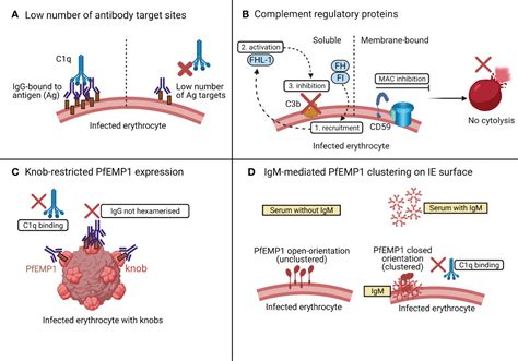 Which Antibodies Can Fix Complement At Staci Clarke Blog