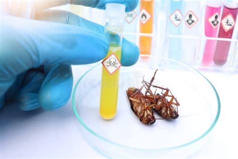 Scientific Experiments With Cockroach In The Laboratory Stock Image Image Of Poison Antenna