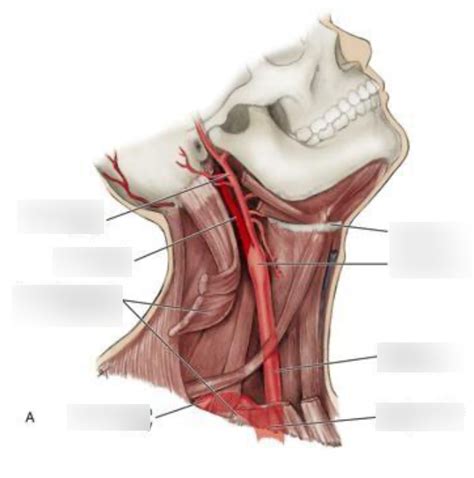 Pathway Of The Internal Carotid Artery Diagram Quizlet
