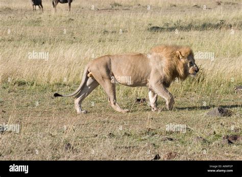 Male African Lion Stock Photo Alamy
