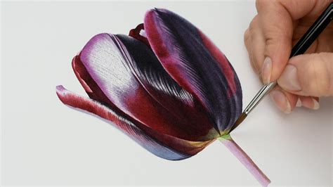 Realistic Tulip Drawing