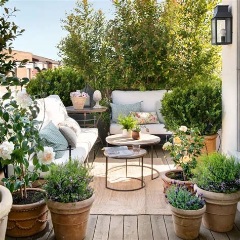 Guía Definitiva Para Cuidar La Planta Lila O Lilo Cultivo En Maceta Floración Riego