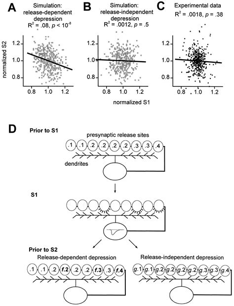 Release Independent Short Term Synaptic Depression In Cultured