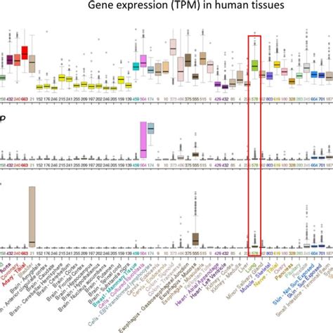 Expression Measured By Tpm Of Genes In Human Tissues From Gtex Data