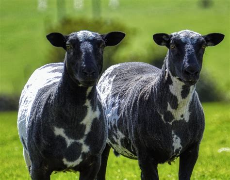 Lambs Angleseyspottedsheep