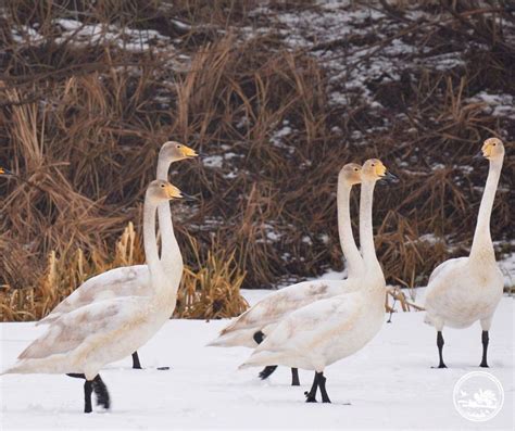 У Чорнобильському заповіднику показали рідкісних птахів які перезимували у зоні відчуження