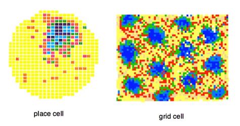 Place Cells And Sense Of Place In Neuroscience Placeness Place