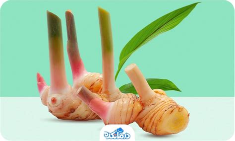 خواص خولنجان ۱۴ خاصیت بی نظیر برای مردان و زنان عوارض