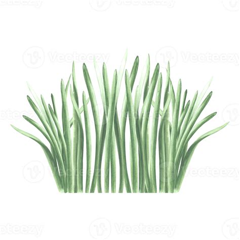 Bunch Of Green Grass Landscaping Spring Plant Lawn Hand Drawn
